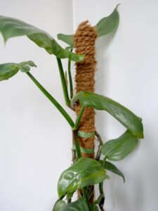 Een mosstok of plantensteun? Zo gebruik je hem!